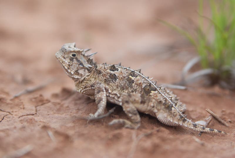 Toad lizard stock image. Image of side, ground, animals - 83167165