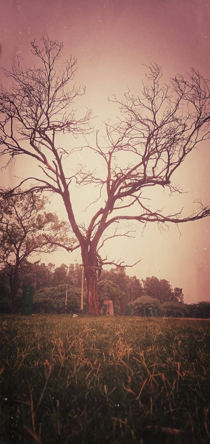 Horrer mysterious tree stock image. Image of forest - 167700453