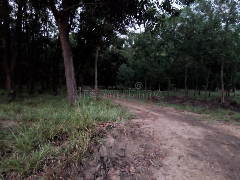 Horrible Forest and Darkness Stock Photo - Image of forest, darkness ...