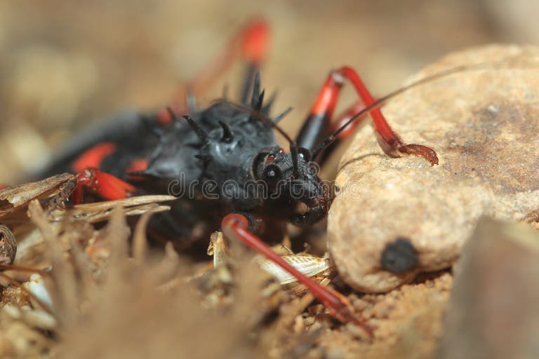 Horrid king assassin bug stock image. Image of king - 265833205