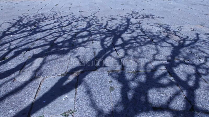 Horror Effect Shot of Tree Shadow Stock Video - Video of location ...