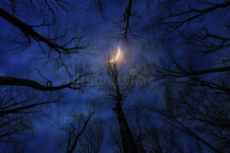 Horror forest at night stock photo. Image of angle, branch - 48250952