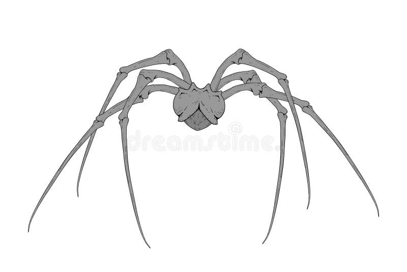Horror spider draw stock vector. Illustration of design - 290278135