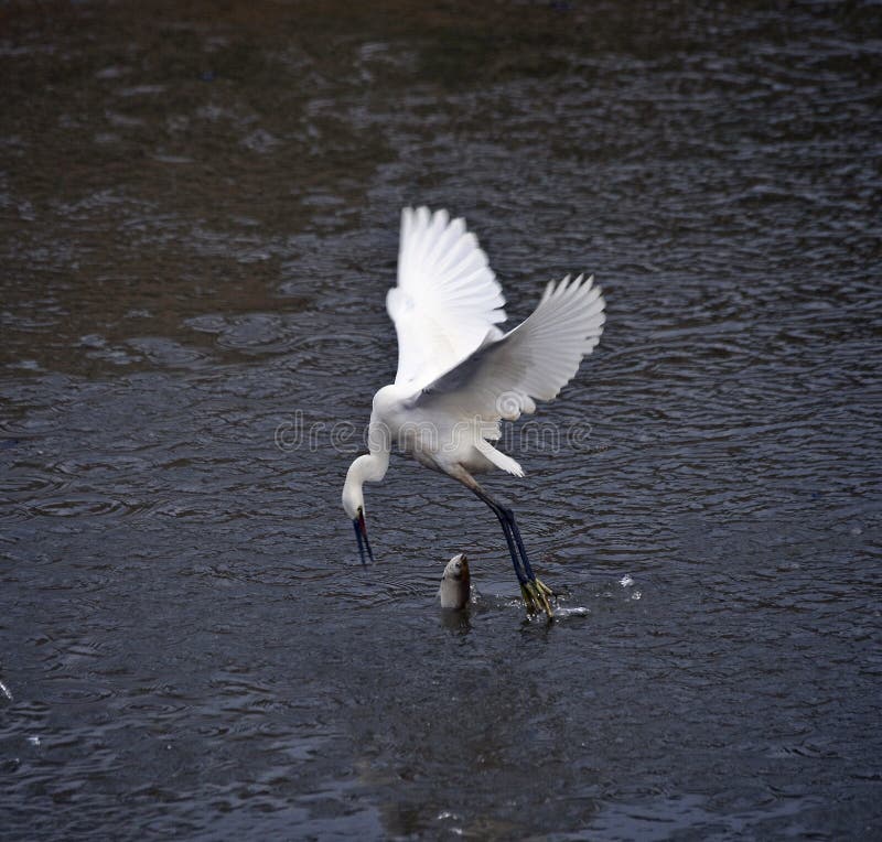 Horror-stricken fish stock image. Image of bird, fish - 27347885