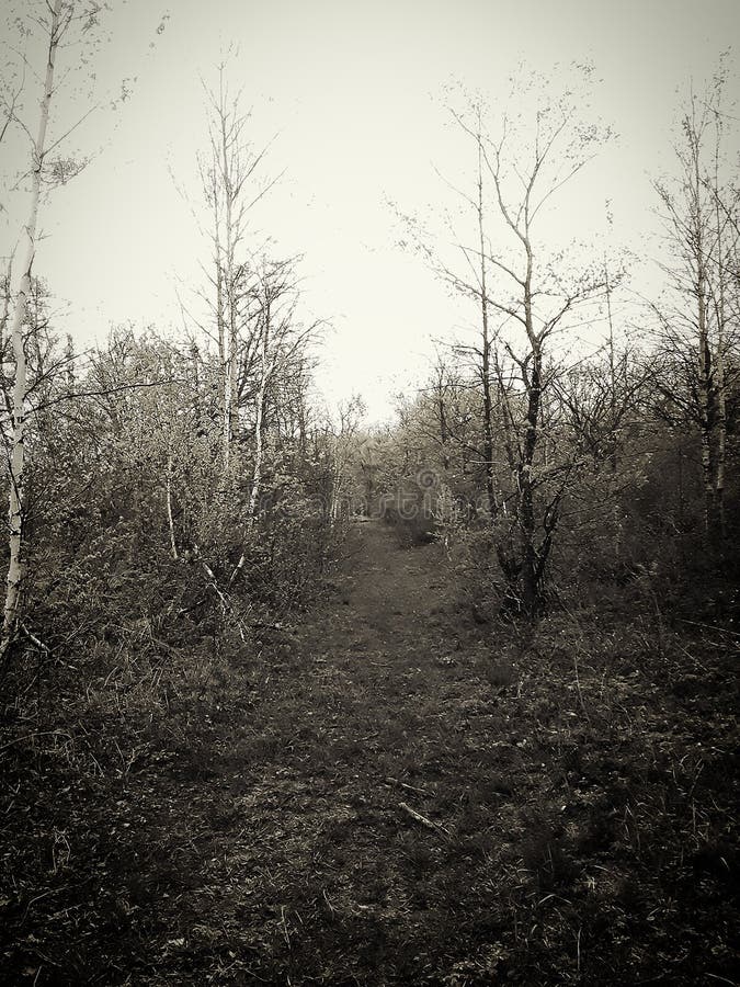 Horror theme: forest road stock image. Image of morning - 248023193