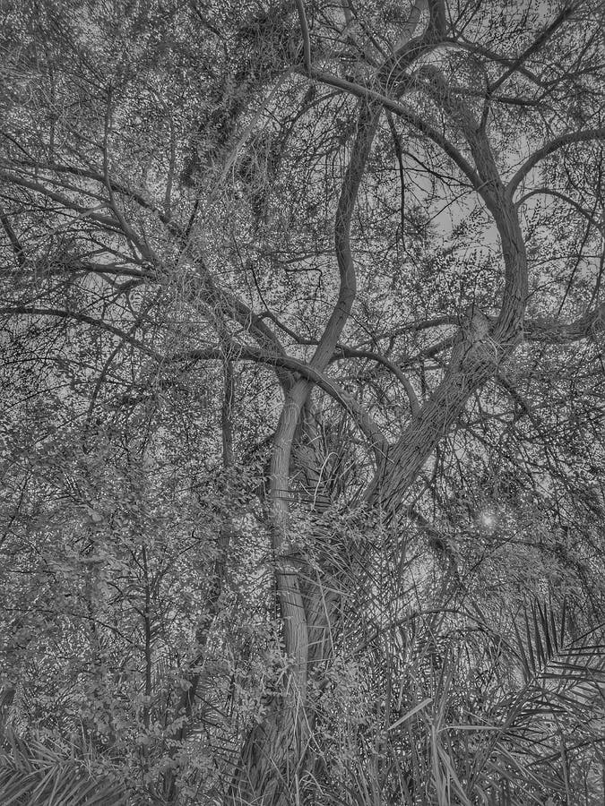 Horror Tree without Leaves on Cloudy Sky Background Stock Image - Image ...