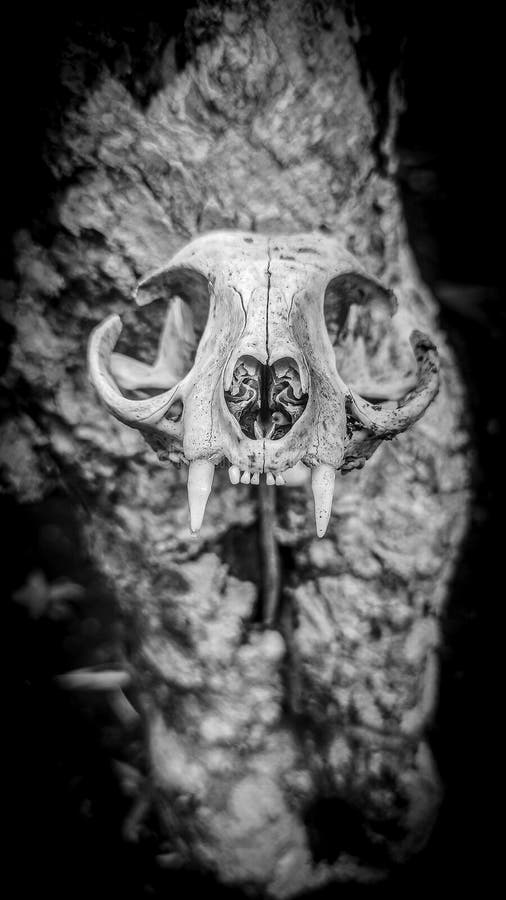 Horror Wild Cat Skull that Can Be Wallpaper on Your Phone Stock Image ...
