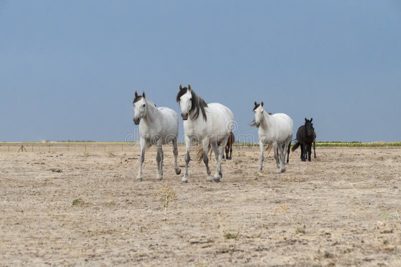HORS HORSE FREE in the FIELD with Stock Image - Image of hors ...