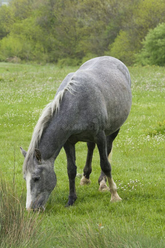 Horse stock image. Image of stallion, ranch, steppe, young - 10456287