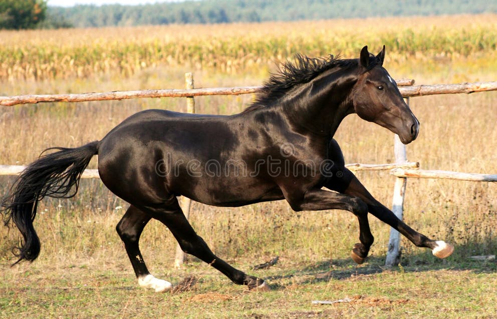 Horse stock photo. Image of freedom, ranch, allure, fence - 11026522