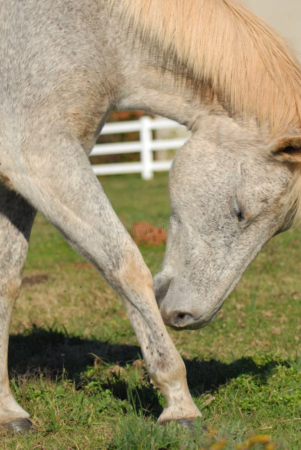 Red roan horse stock photo. Image of roan, arched, neck - 3600458