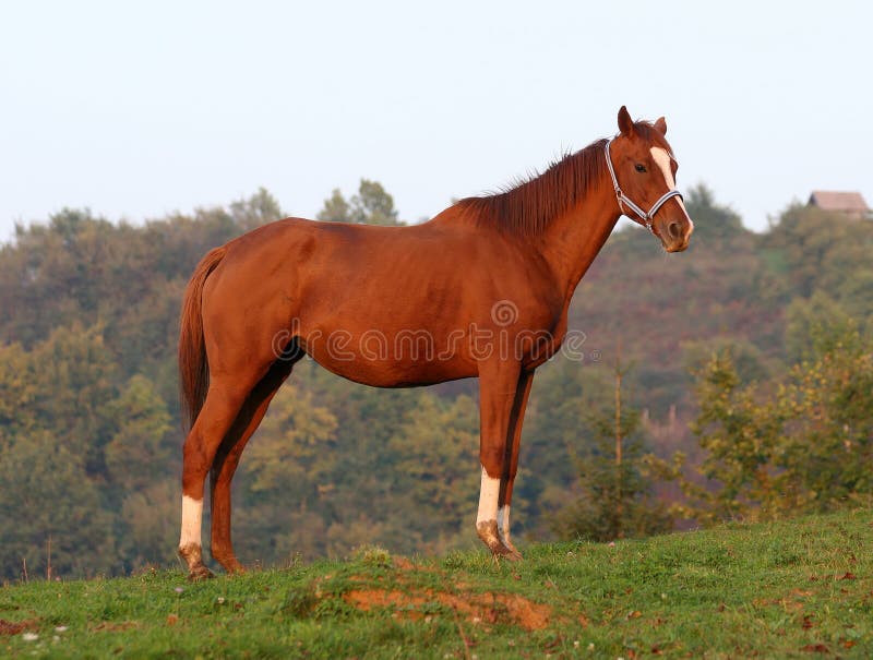 Horse stock photo. Image of english, nature, orange, equestrian - 1407446