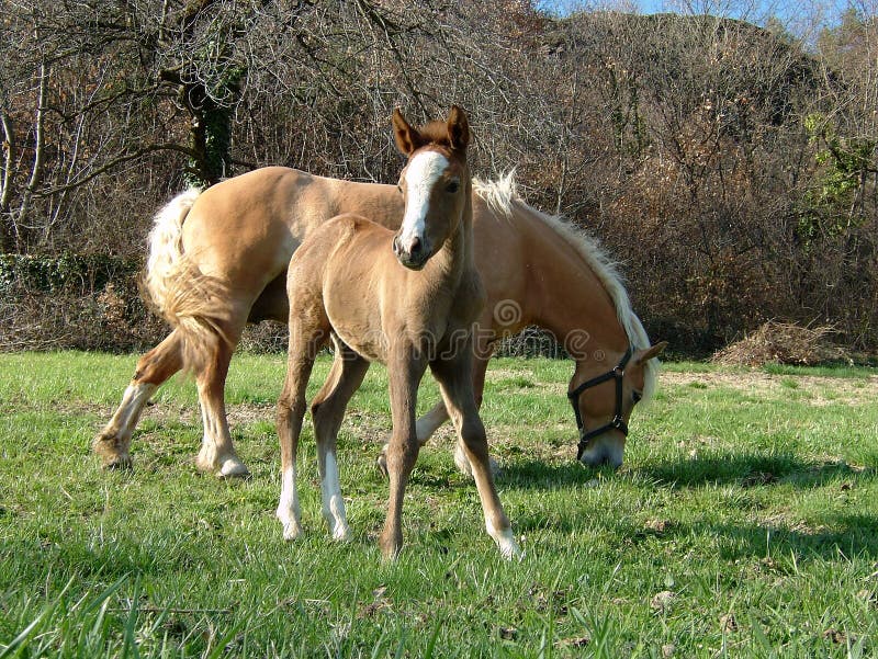 Horse stock photo. Image of field, baby, filly, farm, young - 1438090