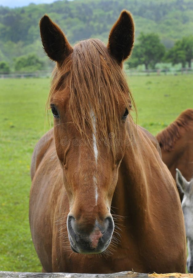 Horse stock photo. Image of joyful, brown, durable, tenacious - 14503374