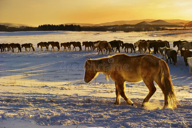 Horse stock photo. Image of farm, tree, horse, birch - 14715464