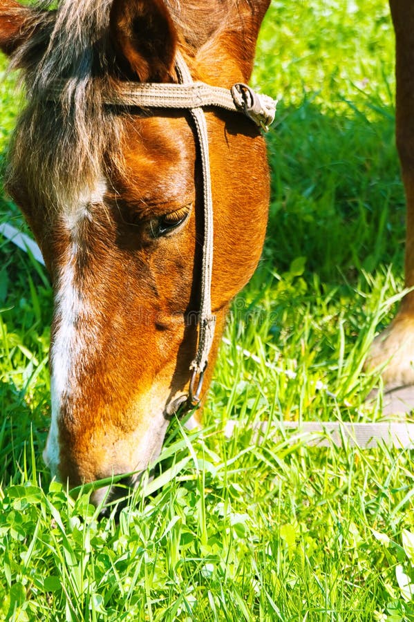Horse stock photo. Image of feed, grass, black, orchard - 15657040