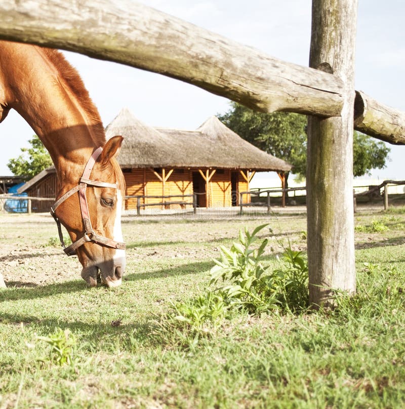 Horse stock photo. Image of equestrian, field, natural - 15872466