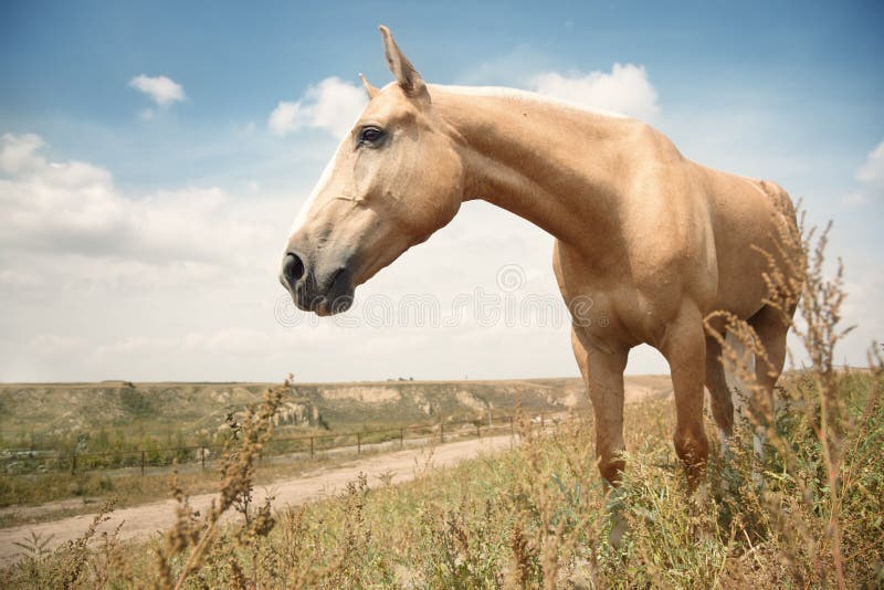 Single horse stock image. Image of livestock, breeding - 17078289