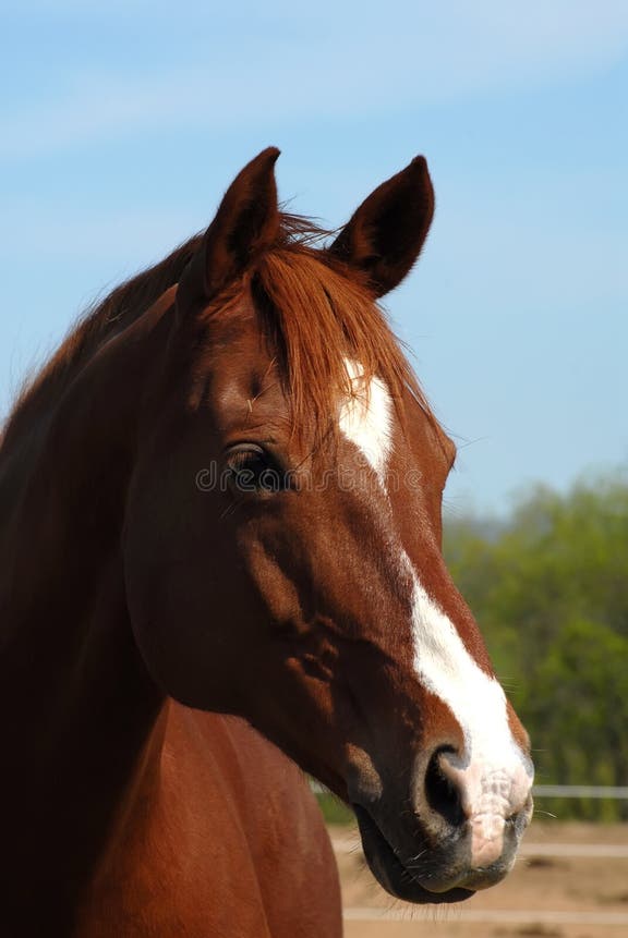 Horse stock photo. Image of blue, white, forelock, horse - 19399166