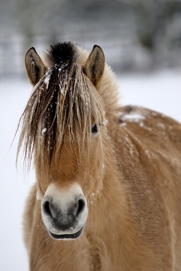 Winter pony stock image. Image of pony, farm, horse, cold - 37944099