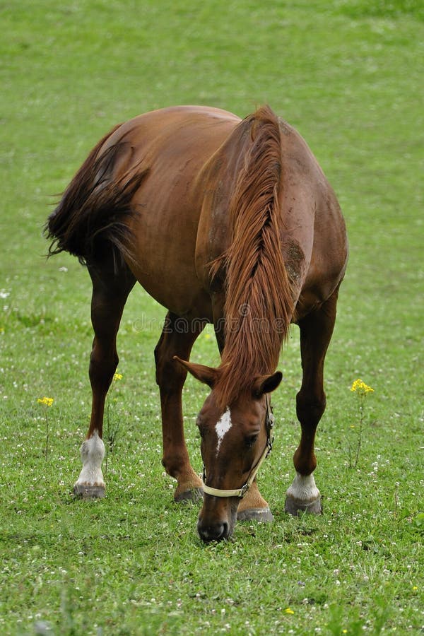 Brown Horse Scratching Itself on the Pasture Stock Photo - Image of ...