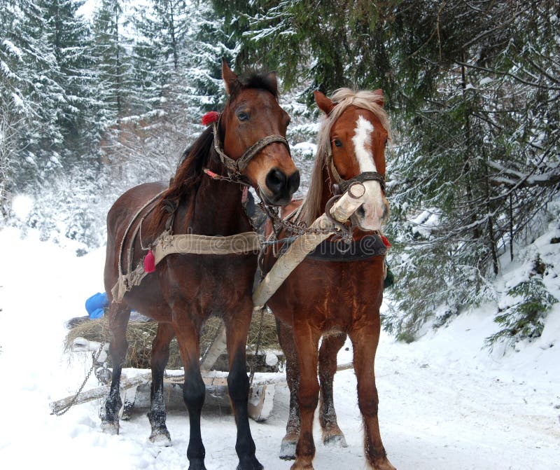 Winter Landscape with Horse-Drawn Sleigh Stock Photo - Image of ...