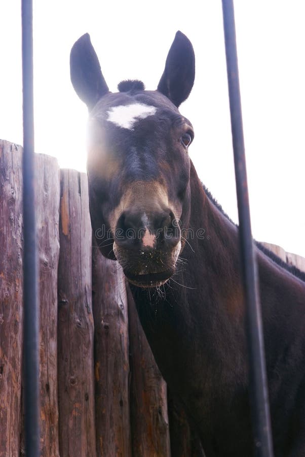 Horse stock photo. Image of portrait, captive, farm, brown - 21812544