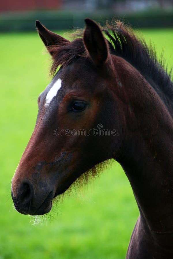 Horse stock photo. Image of mammal, horse, animal, individual - 22125172