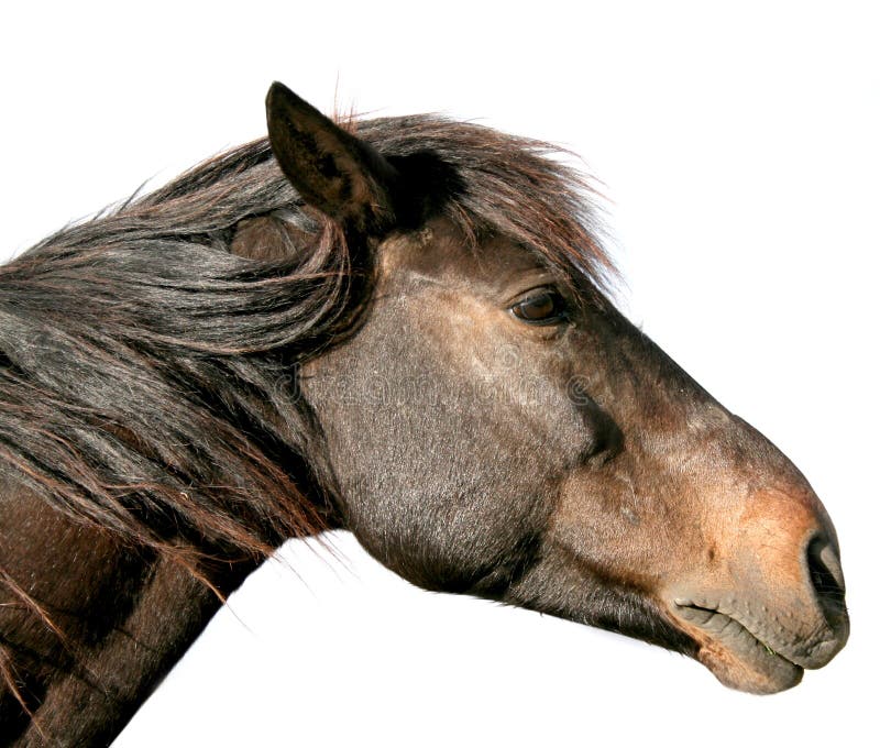 Horse stock photo. Image of mane, breed, equestrian, closeup - 22806364