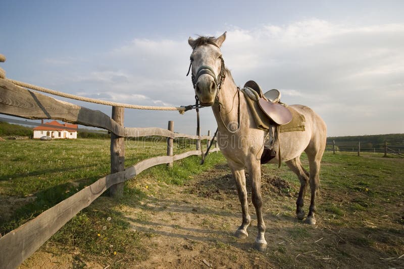 Brown Arabian Horse by Stables on Farm Stock Image - Image of ambling ...