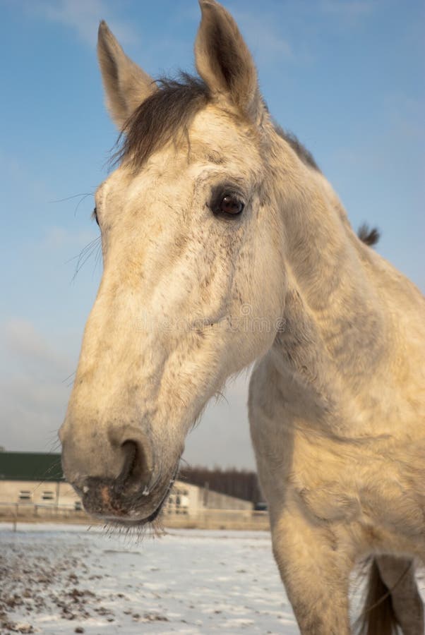 119 Horse Stable Kick Person Stock Photos - Free & Royalty-Free Stock ...