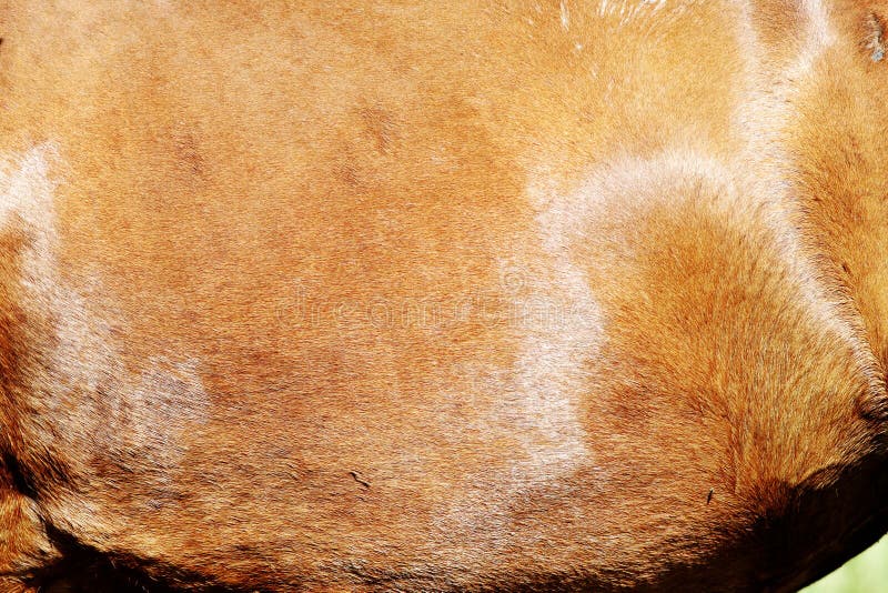 Horse. stock image. Image of grazing, texture, skin, animals - 23900313