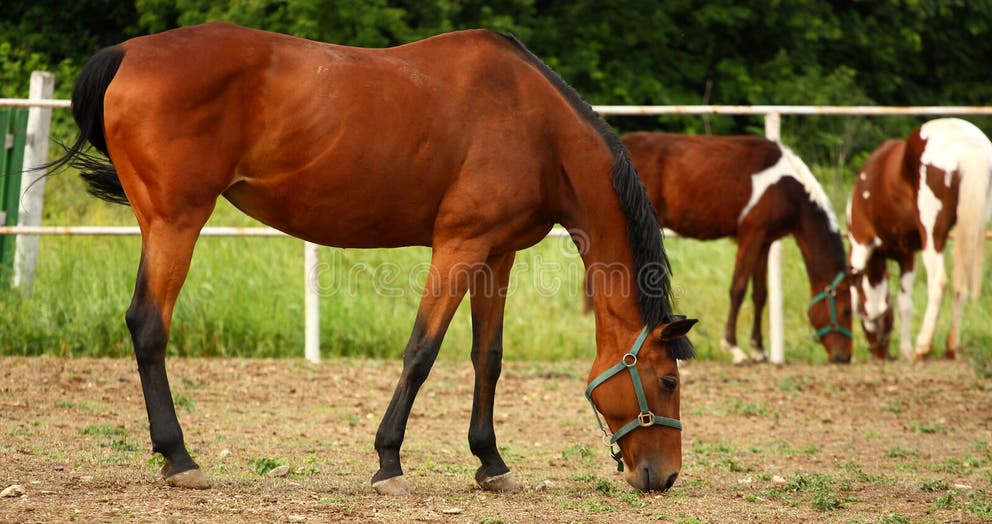 3,012 Gray Horse Grazing Stock Photos - Free & Royalty-Free Stock ...