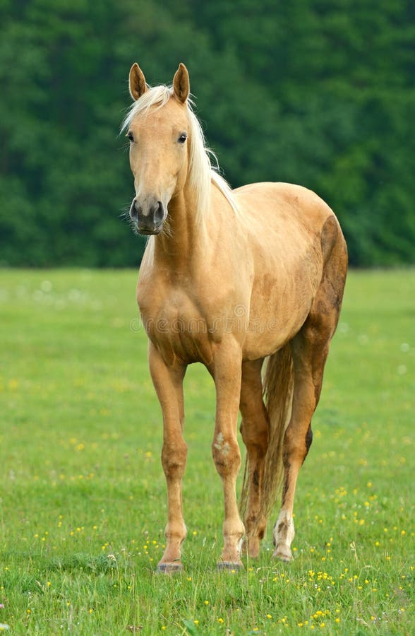 Horse stock image. Image of horse, colt, animal, harmonious - 26173331