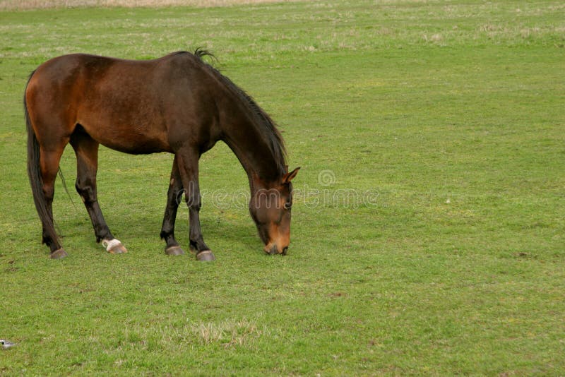 Black horse hooves stock image. Image of horseshoes, horses - 57411021