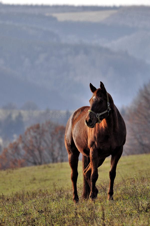 Horse stock image. Image of stallion, horseback, crest - 799605
