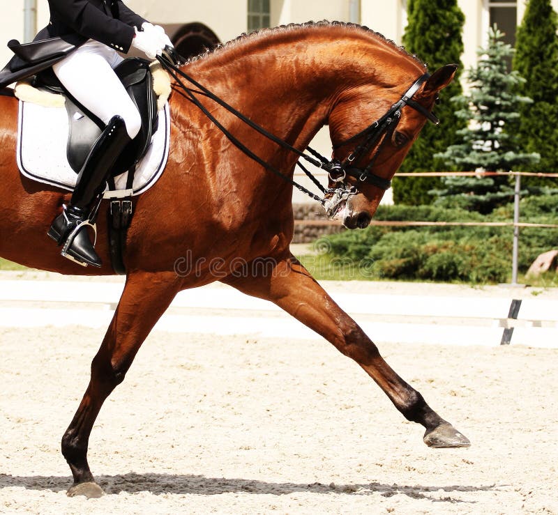 The Shod Hooves of a Horse Over an Obstacle. the Horse Overcomes an ...