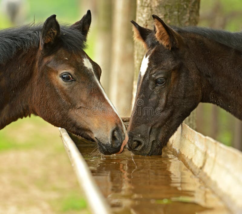 Neigh stock image. Image of animal, horse, interaction - 15571611
