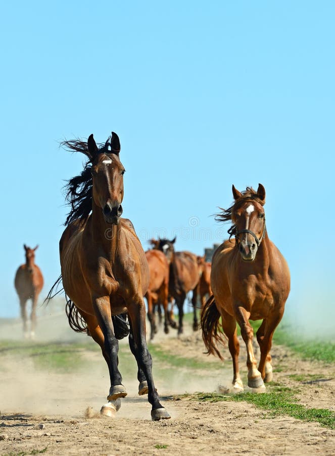 Wild jump bay horses stock photo. Image of horse, tabun - 39041034