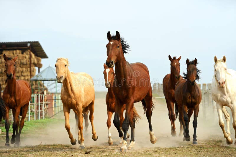 Horses stampeding stock photo. Image of mammal, mare, animal - 2955814