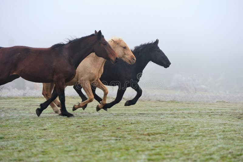 Horse stock photo. Image of mane, grass, brown, pasture - 28004892