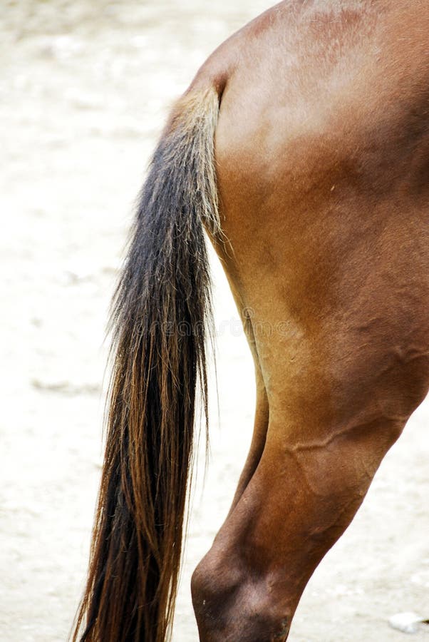 Horse s stock image. Image of horse, tail, animal, brown - 2483689