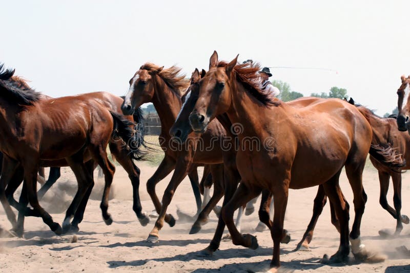 Horses stampeding stock photo. Image of mammal, mare, animal - 2955814