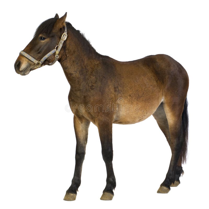 Red Horse Isolated on the White Background Stock Image - Image of ...