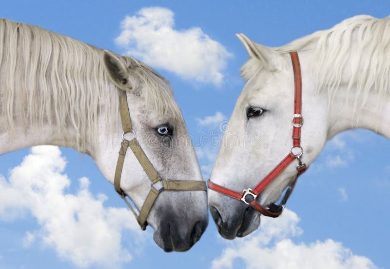 2,389 Horse Kiss Stock Photos - Free & Royalty-Free Stock Photos from ...