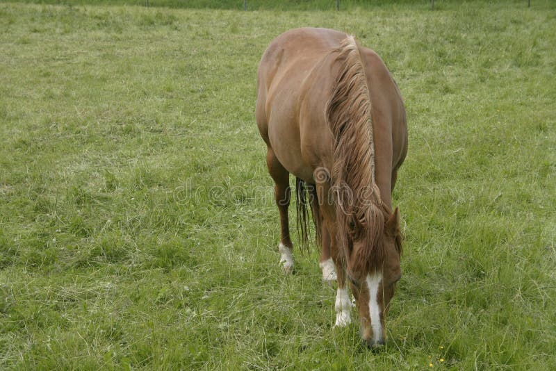 Horse stock image. Image of landscape, riding, animal, bestride - 475233