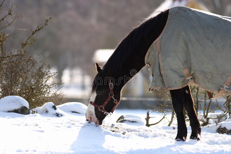 Winter Landscape with Horse-Drawn Sleigh Stock Photo - Image of ...