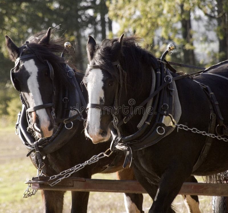 Ready to shoe stock photo. Image of horse, anvil, shoeing - 4894510