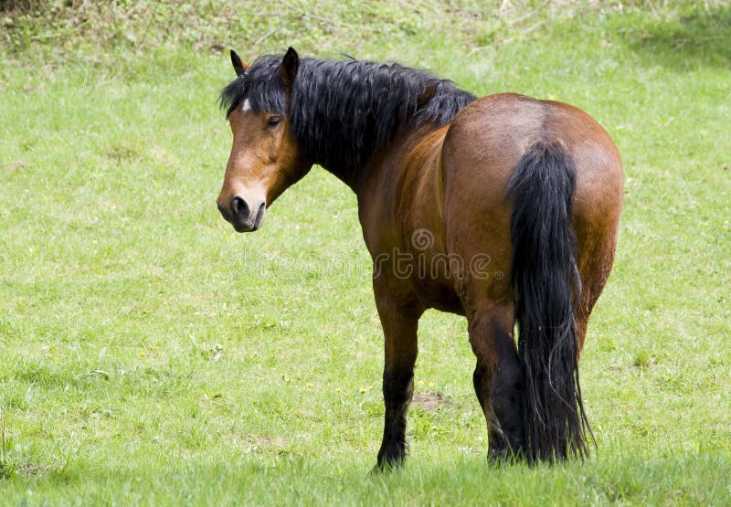 Blond Belgian Draft Horse Galloping Stock Photo - Image of galloping ...