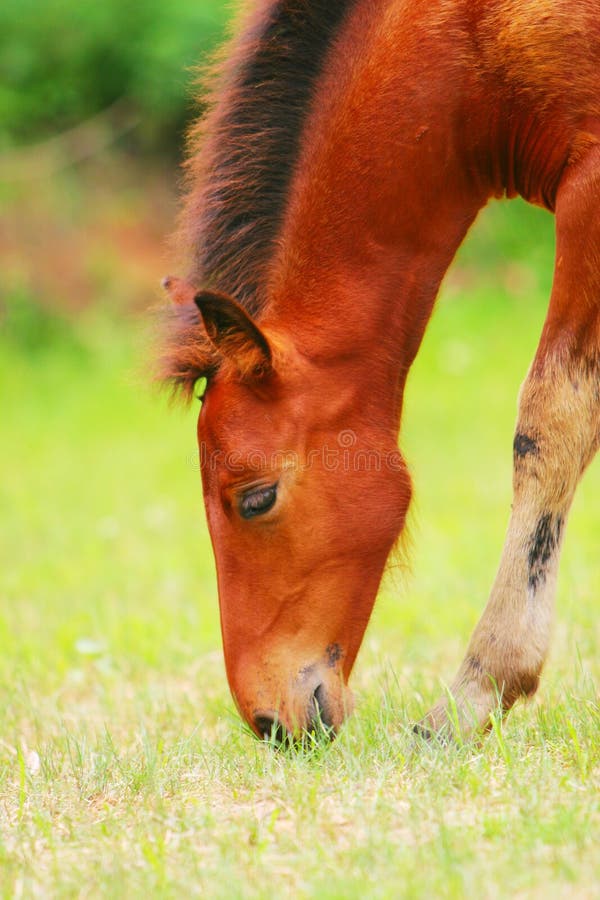 Sorrel horse stock photo. Image of animal, equestrian - 6467590